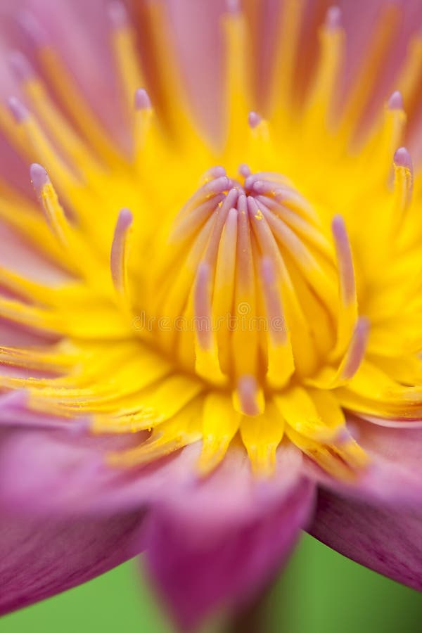 Beautiful Pink Lotus Center Close Up Stock Photo - Image of flower ...