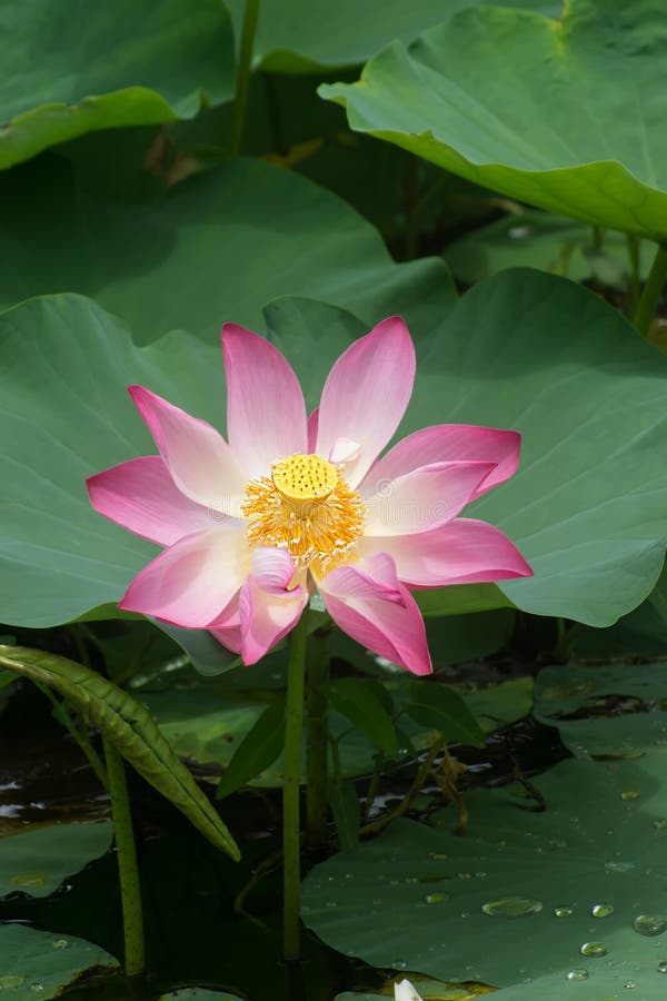 Beautiful Pink Lotus Flower Stock Photo - Image of tranquil, nature ...