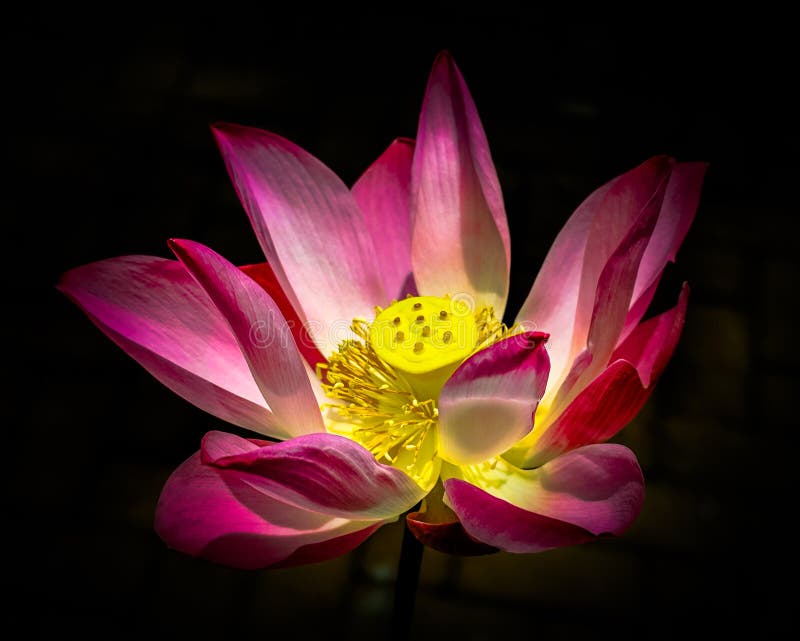 Beautiful Pink Lotus Flower with Dark Vignette at the Corner Stock ...