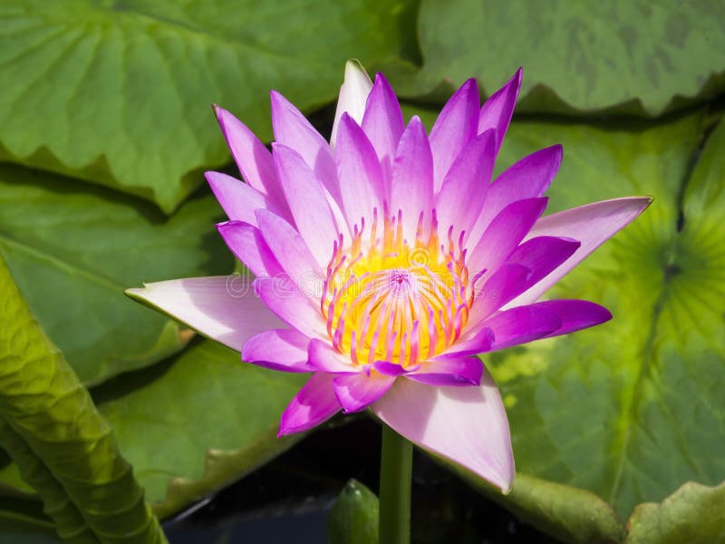 Magenta Lotus Flowers Isolated Stock Photo - Image of white, background ...