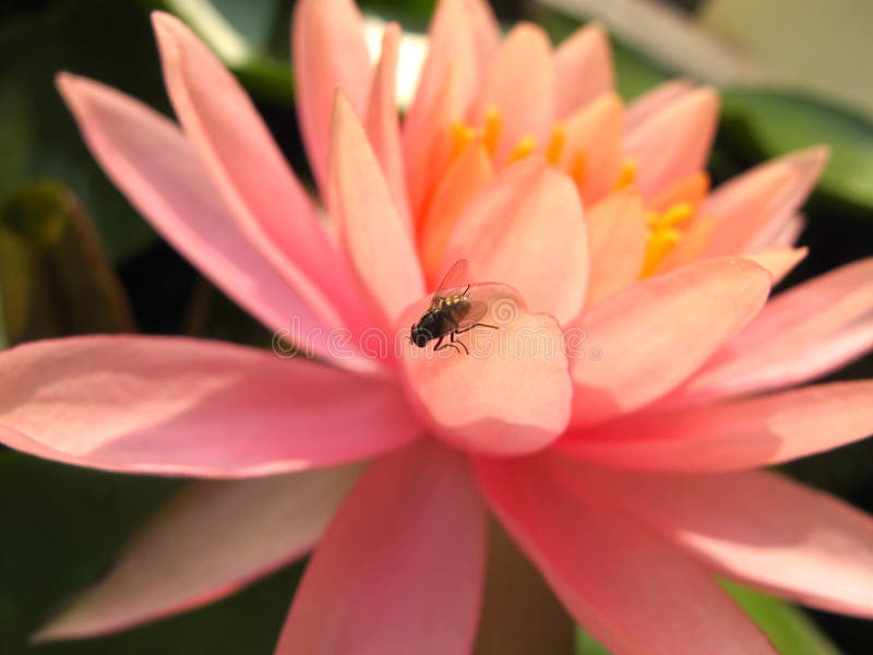 Lotus Fly Stock Photos - Download 2,182 Royalty Free Photos