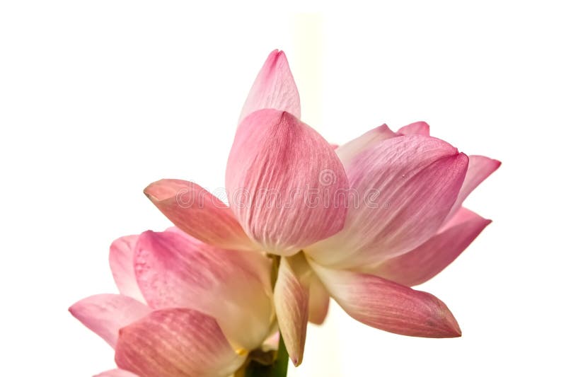 Beautiful Pink Lotus Isolated on White Stock Photo - Image of bouquet ...