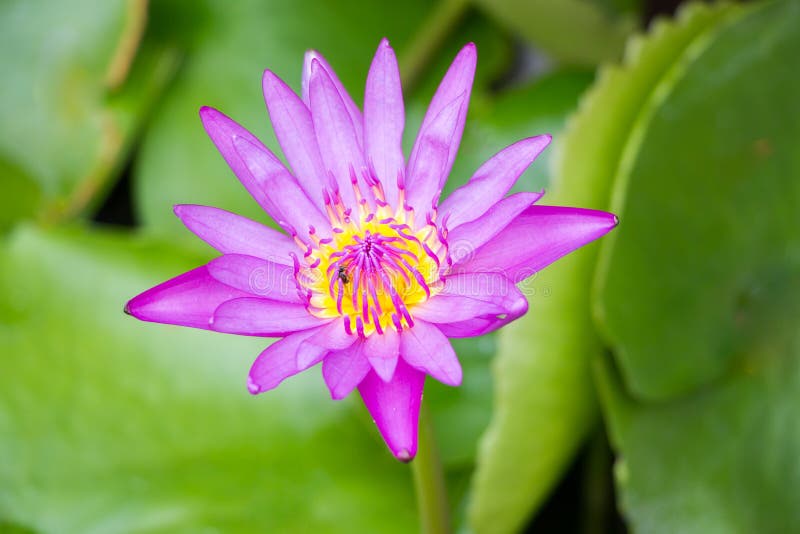 Beautiful Pink Lotus with Small Insect Stock Image - Image of leaf ...