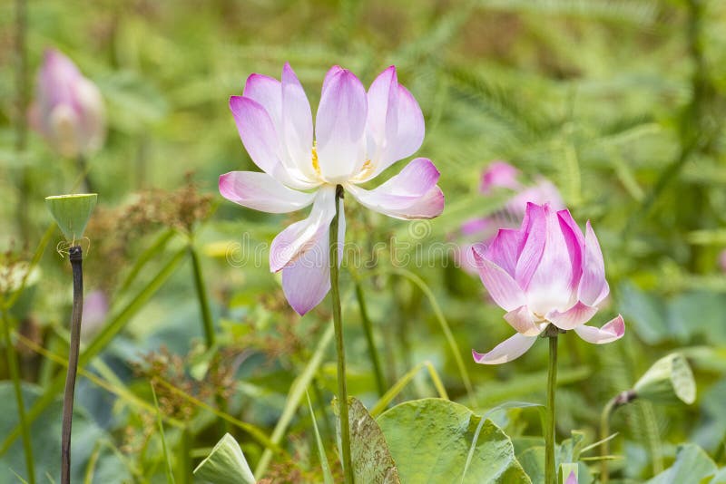 Beautiful Pink Lotus in the Swamp Stock Image - Image of botanical ...
