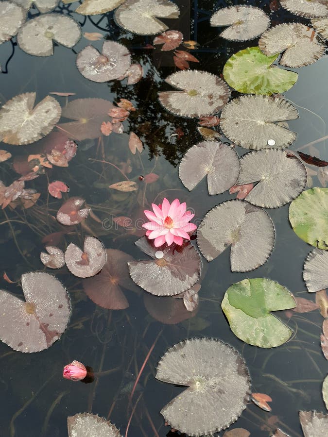 Beautiful Pink Lotus in Water or Water Lily Stock Photo - Image of ...