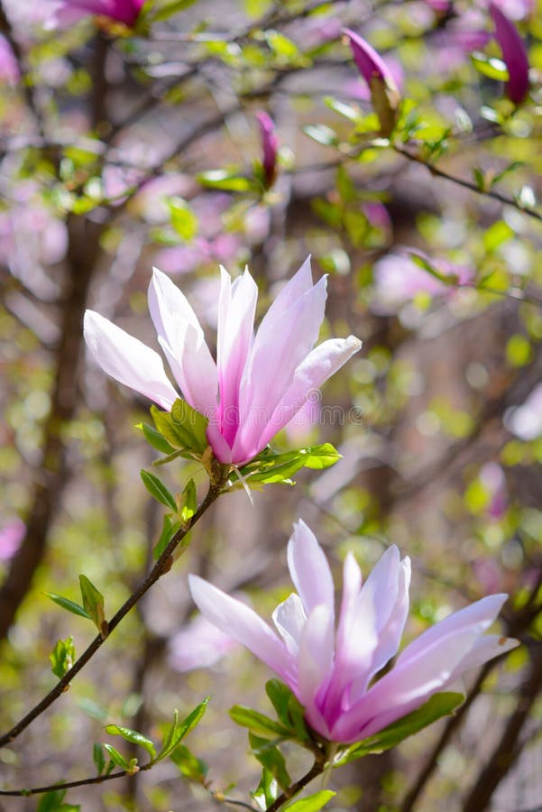 Beautiful Pink Magnolia Flowers. Spring Background Stock Image - Image ...