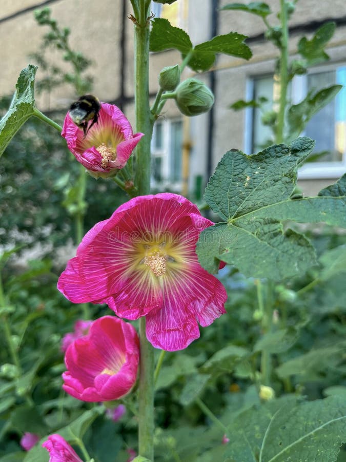 A Beautiful Pink Mallow Flower Blooms Stock Photo - Image of plant ...