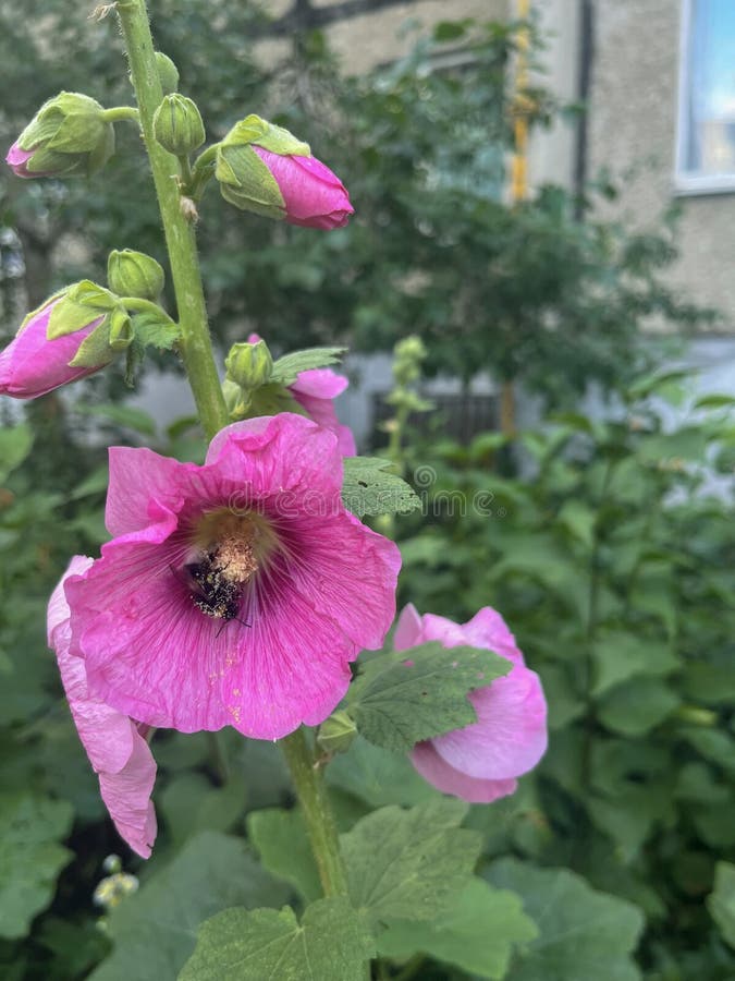A Beautiful Pink Mallow Flower Blooms Stock Image - Image of decorative ...