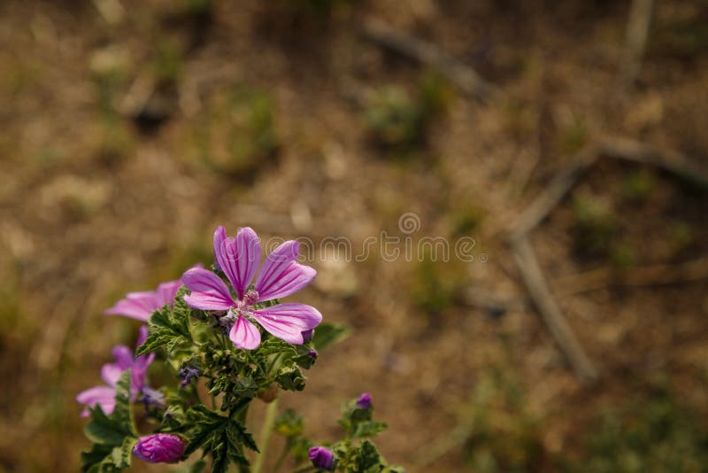 Beautiful Pink Mallow or Malva Flowers with Tiny Ladybug on it ...