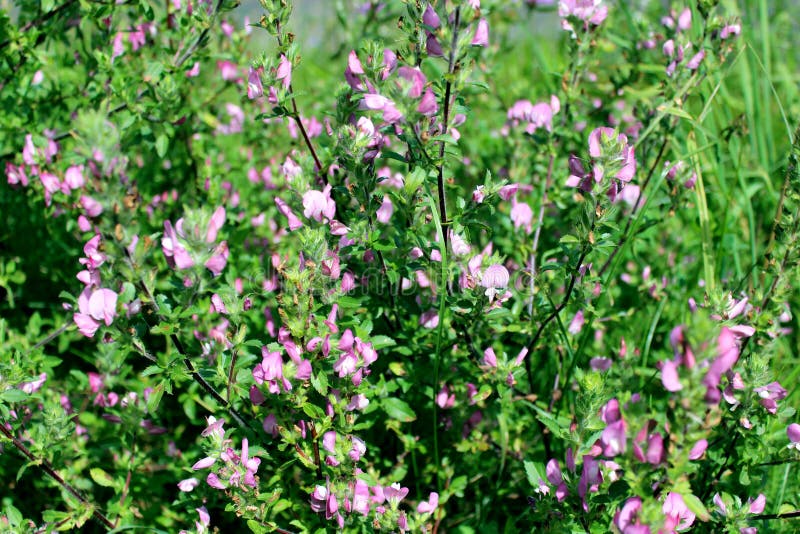 Beautiful Pink Meadow Flower Stock Image - Image of element, design ...