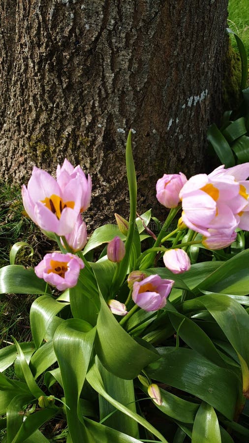 Glorious Springtime in Full Bloom Stock Photo - Image of spring, beauty ...