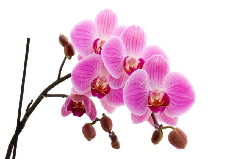 Two beautiful pink roses stock image. Image of romantic - 10066499