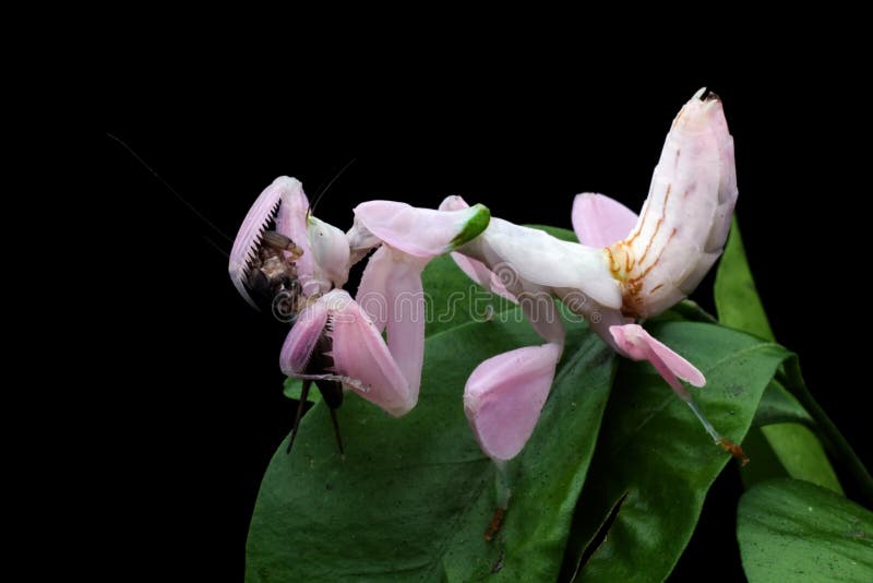 Beautiful Pink Orchid Mantis on Flower with Isolated Background Stock ...