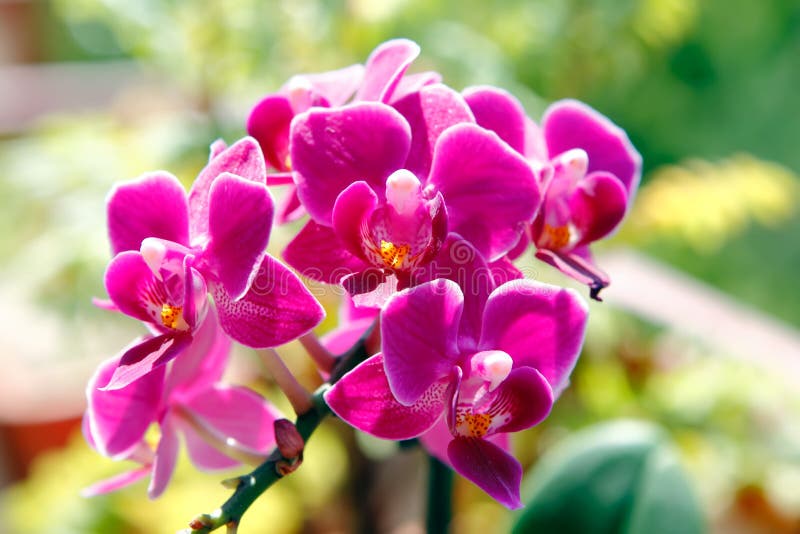 Bunch of Small Pink Phalaenopsis Orchids Stock Image - Image of pink ...