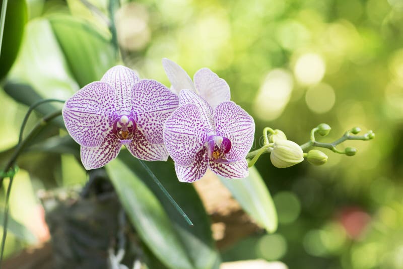 Beautiful Pink Orchids Flower in Garden Stock Photo - Image of orchids ...