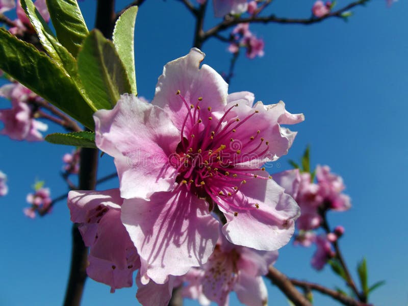 Beautiful Pink Peach Flowers Stock Photo - Image of freshness, green ...