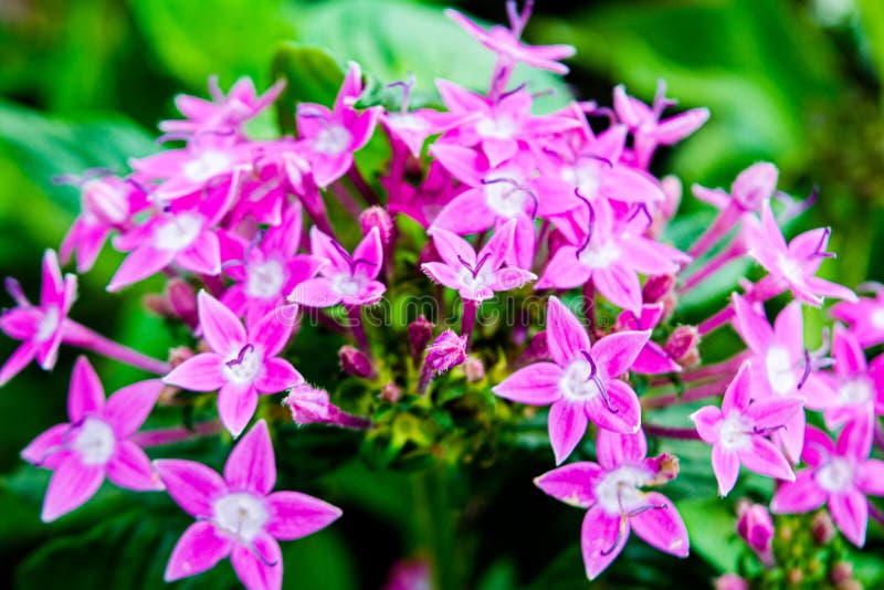 Beautiful Pink Pentas Lanceolata Stock Image - Image of pink, green ...