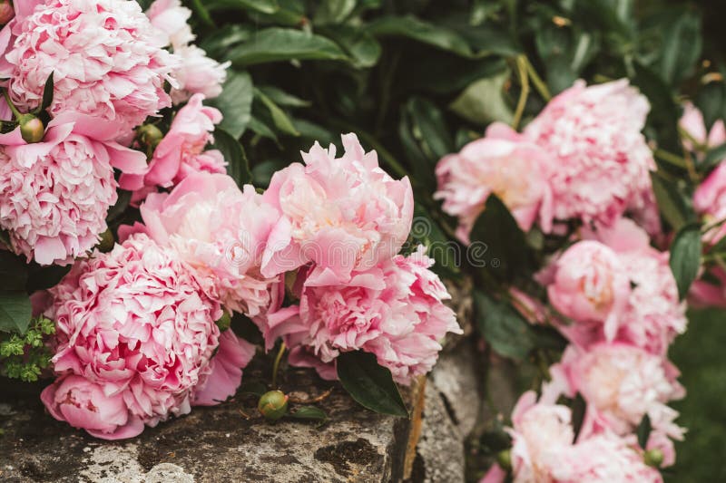 Beautiful pink peonies stock photo. Image of flori, filter - 168102060