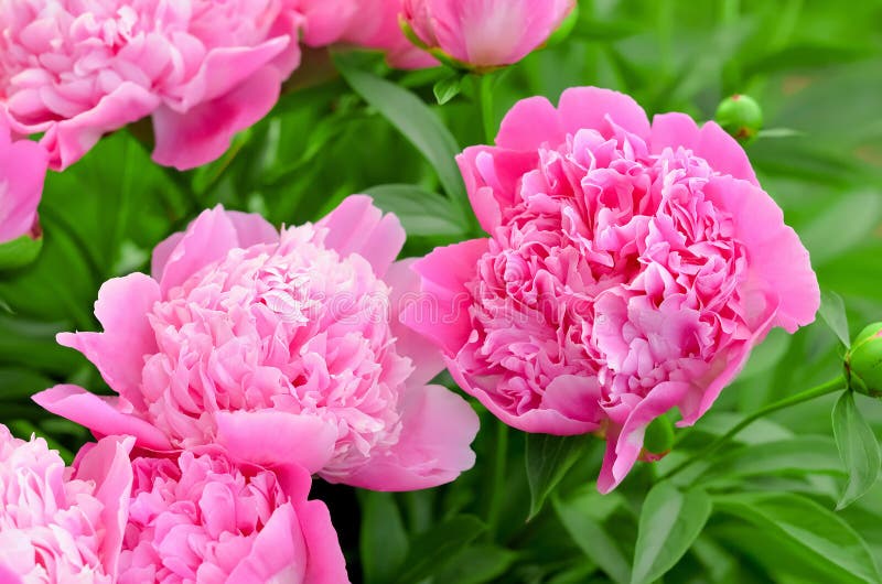 Beautiful pink peonies stock photo. Image of event, blooming - 150566298