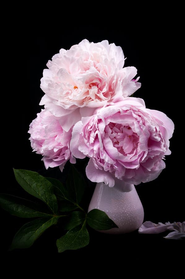 Beautiful pink peonies stock photo. Image of lovely, glass - 42859610