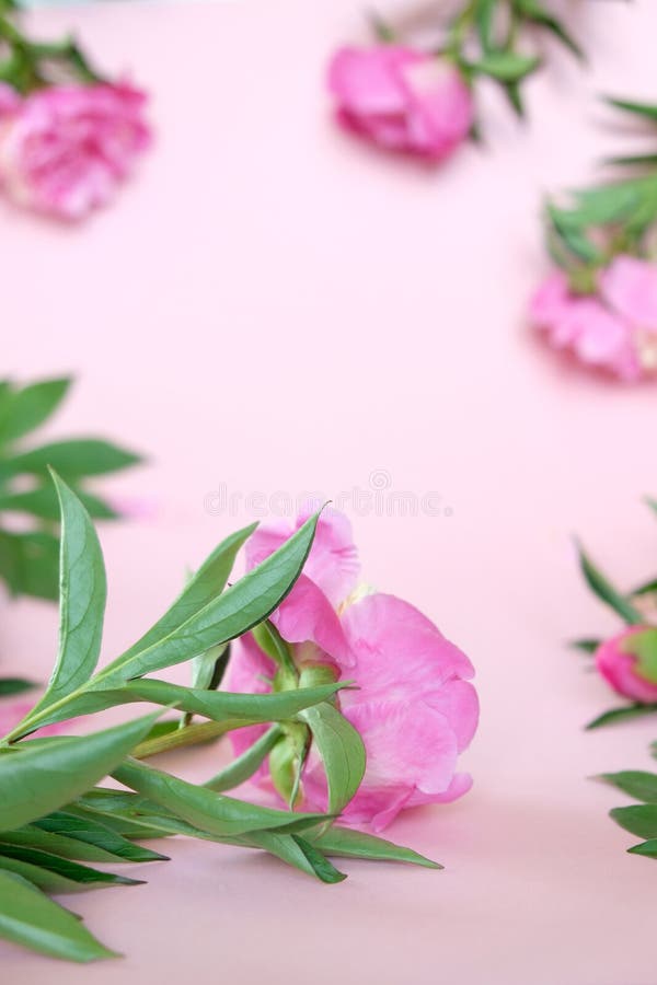 Beautiful Pink Peony on Pink Backround. Floral Composition Stock Image ...
