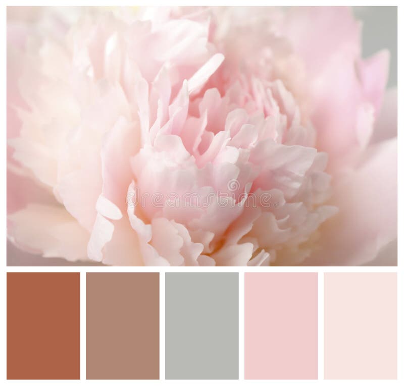 Beautiful Pink Peony and Color Palette. Collage Stock Image - Image of ...