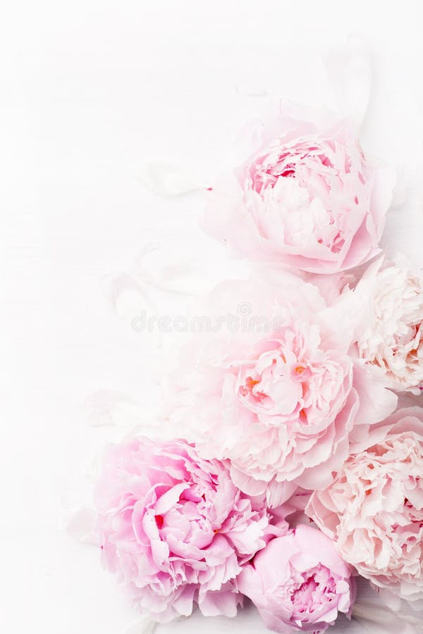 Beautiful Pink Peony Flower Background Stock Image - Image of gentle ...