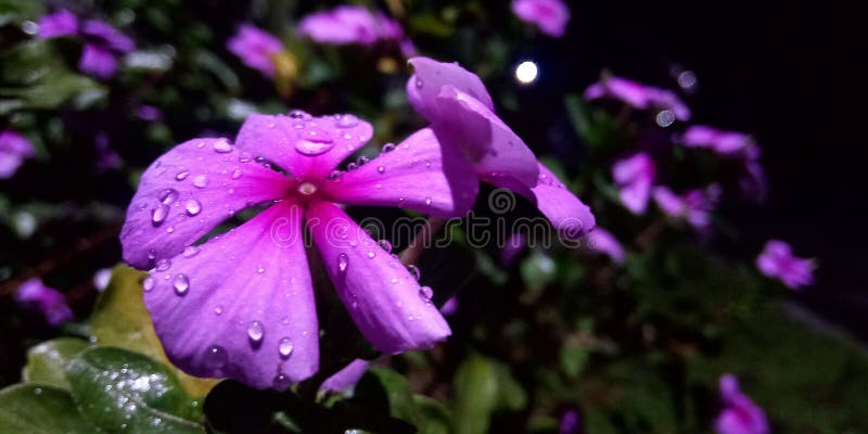 The Beautiful Pink Periwinkle Flower is Enchanting Stock Image - Image ...