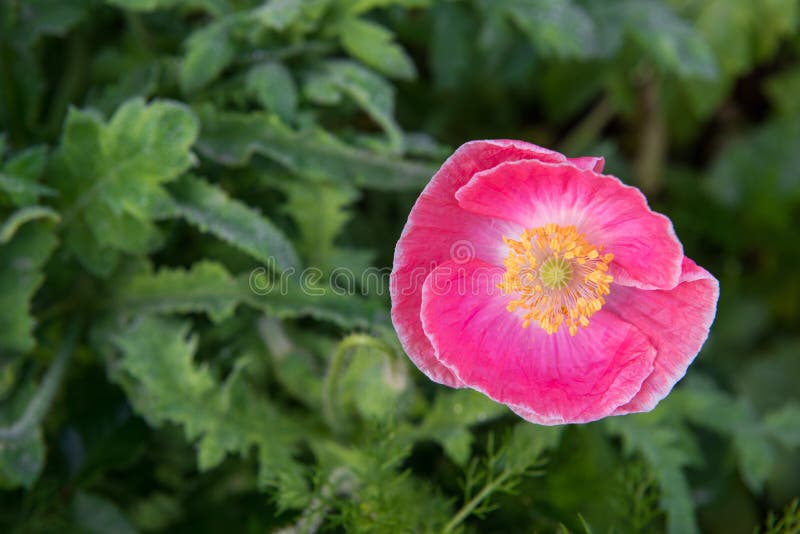 Beautiful Pink Poppy Flower Stock Photo - Image of botany, bright: 35937380