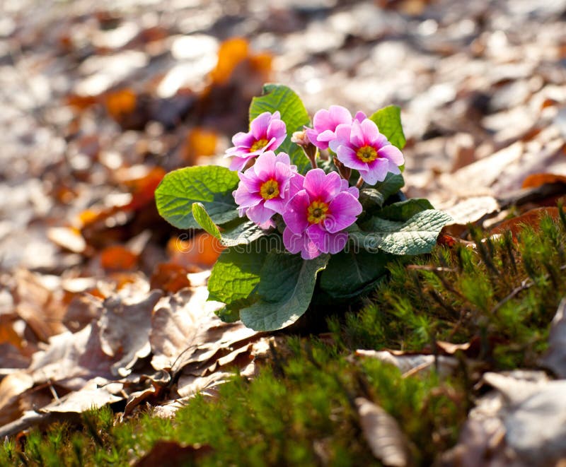 Pink Primrose Isolated stock image. Image of bloom, flowerpot - 4291459