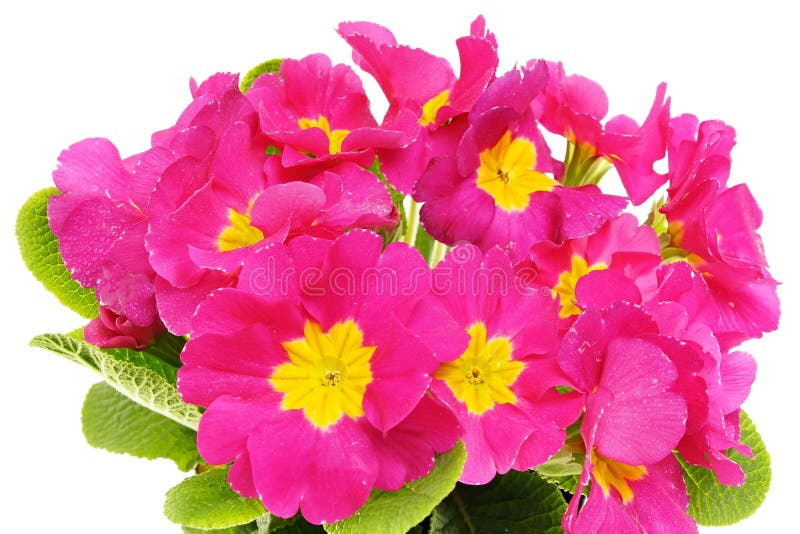 Beautiful Pink Primula Flower Stock Image - Image of pink, white: 89139953