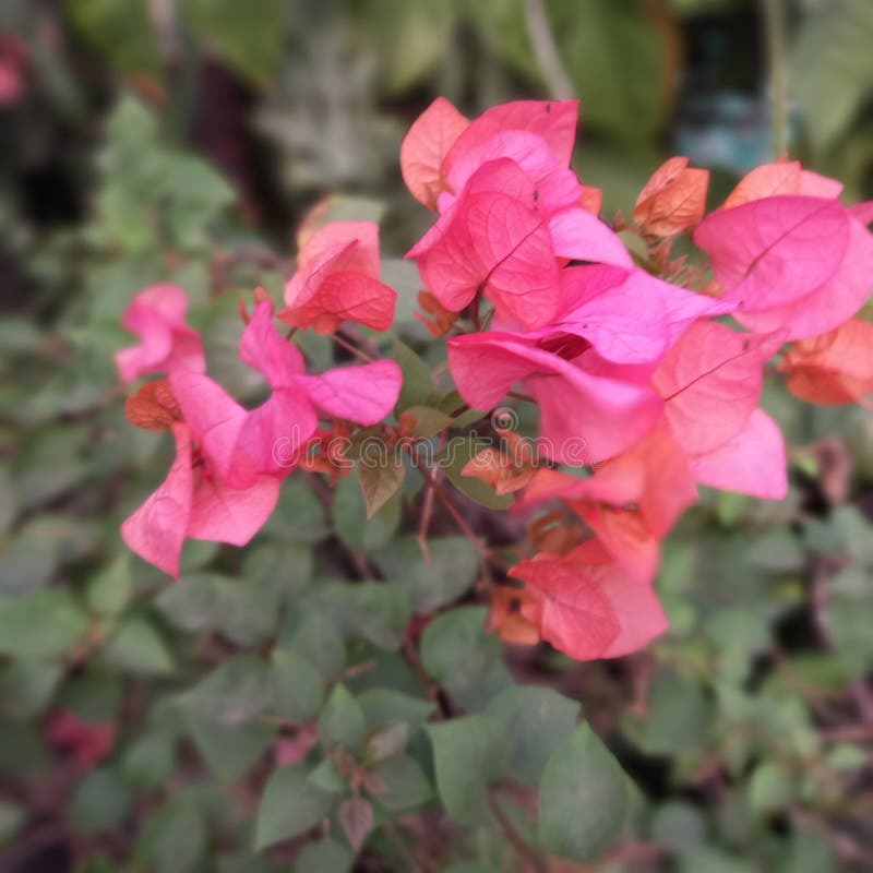 The Beautiful Pink Rafflesia Flowers are a Feast for the Eyes Stock ...