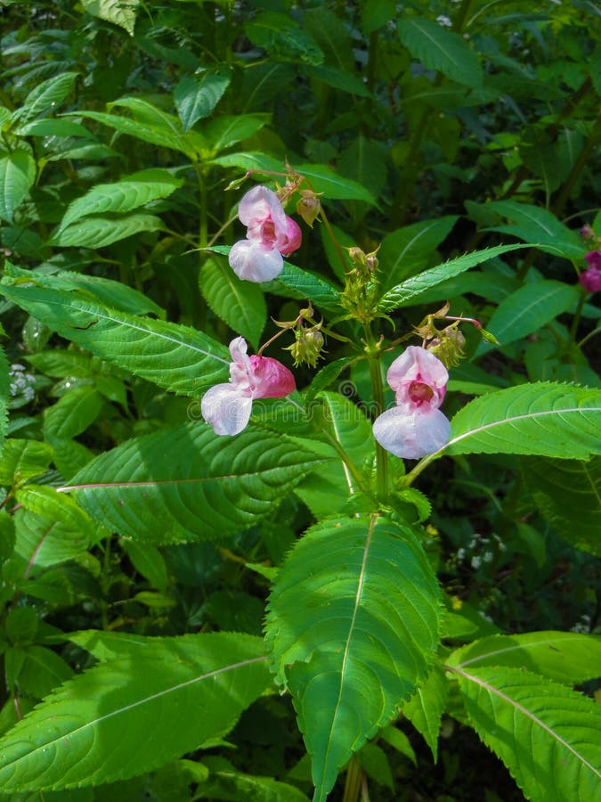 Beautiful Pink Raspberry Balm Flowers in the Forest Stock Image - Image ...
