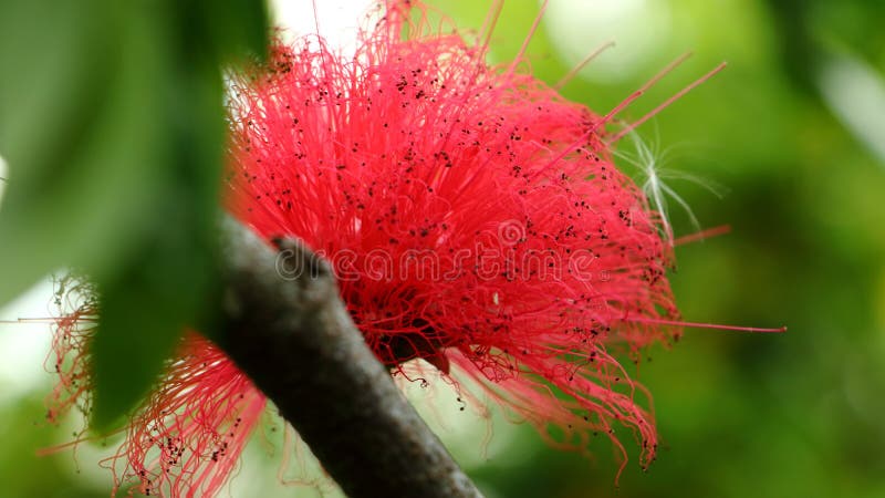 Beautiful of Pink Red Powder Puff Red Head Powder Puff or Red Powder ...