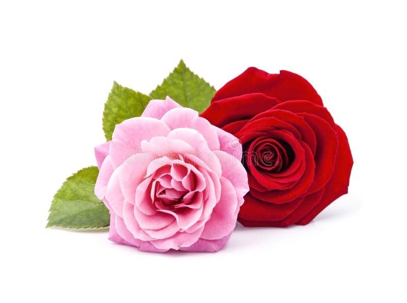 Beautiful Pink and Red Rose Stock Image - Image of rose, flora: 240550303