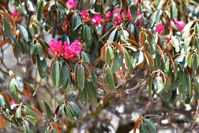Beautiful Pink Rhododendron Tree Stock Photo - Image of leaf, green ...