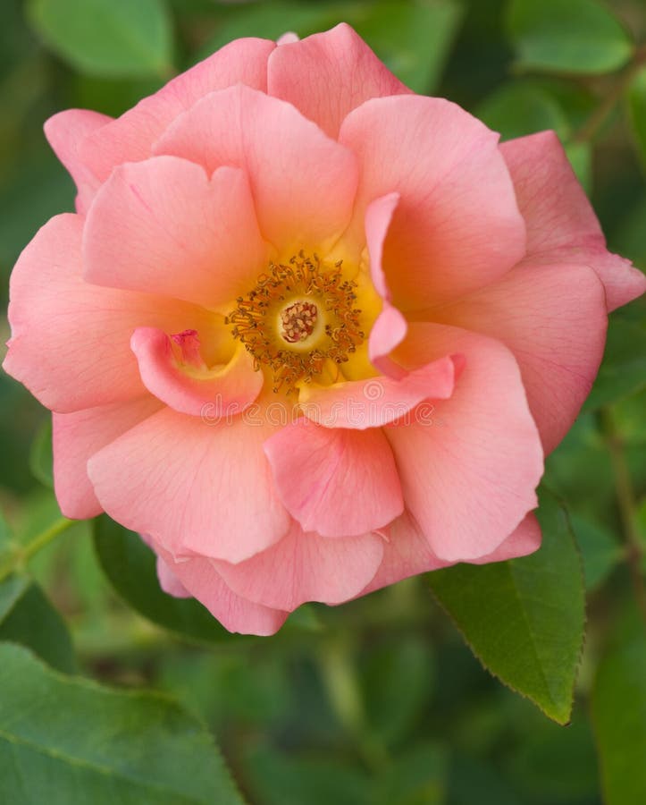 Beautiful pink rose stock image. Image of romantic, arrangement - 18524123