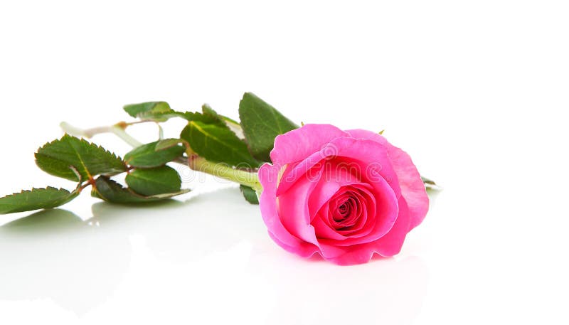 Two beautiful pink roses stock image. Image of romantic - 10066499