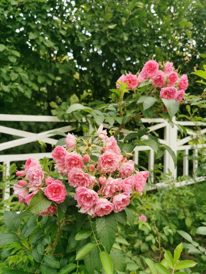 Rose aroma oil stock image. Image of aromatherapy, massage - 35035107