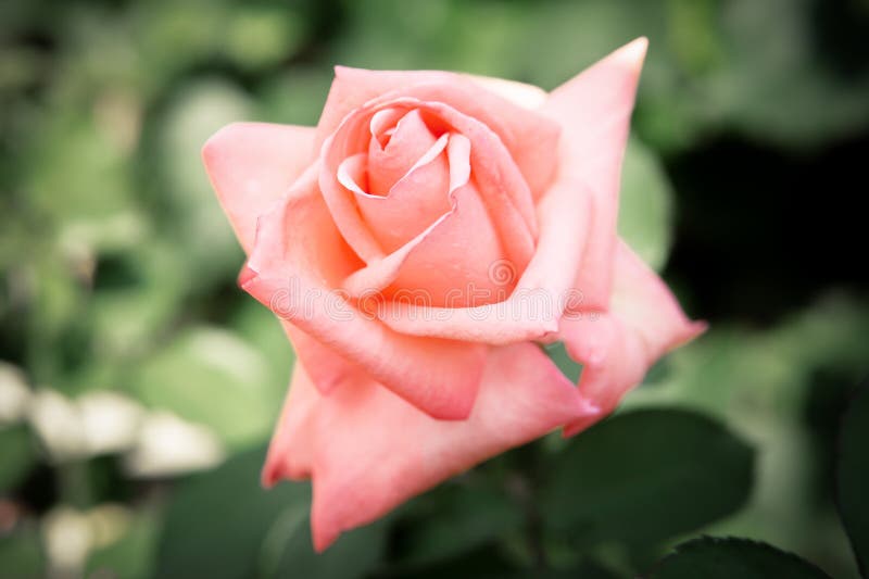 Beautiful Pink Rose on a Background of Green Leaves Stock Image - Image ...