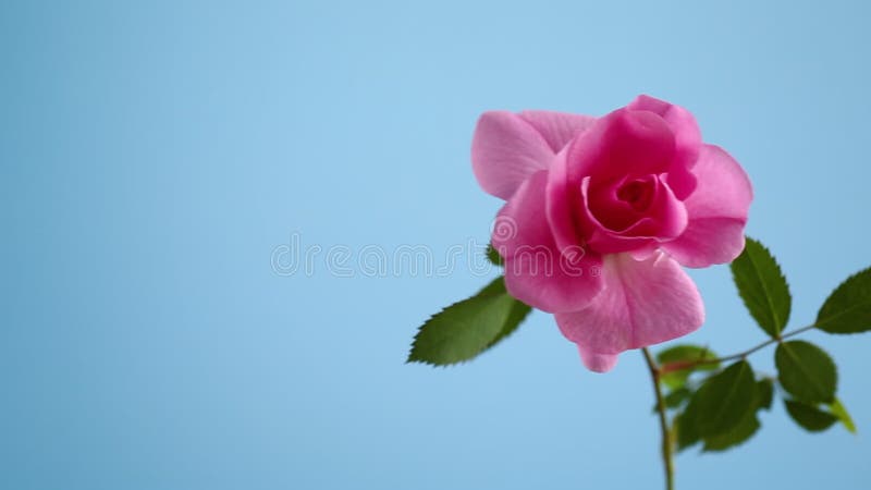 Beautiful Pink Rose on a Blue Background Stock Footage - Video of ...