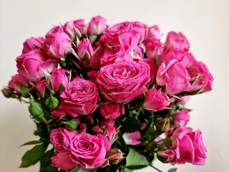 Pink rose bouquet stock photo. Image of bloom, holiday - 253973090