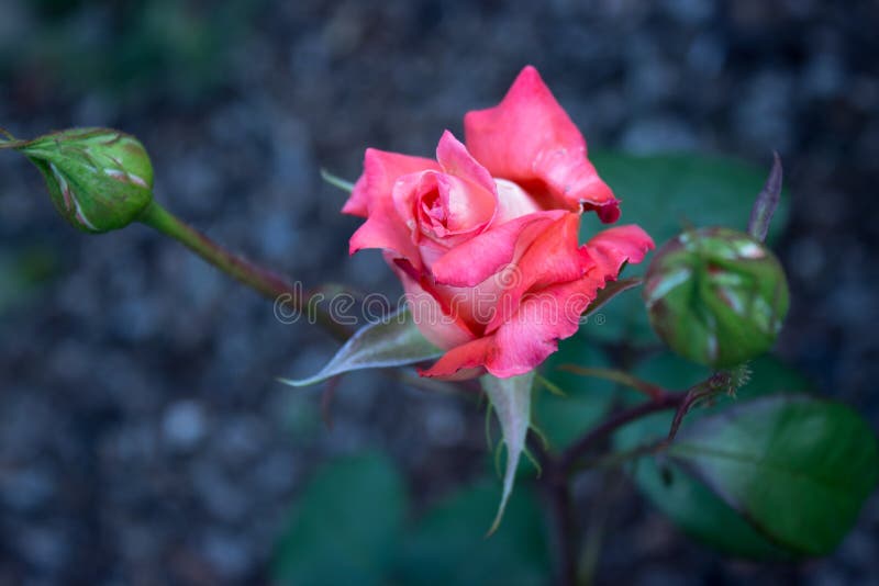 Beautiful Pink Rose and Buds in the Garden Stock Image - Image of ...