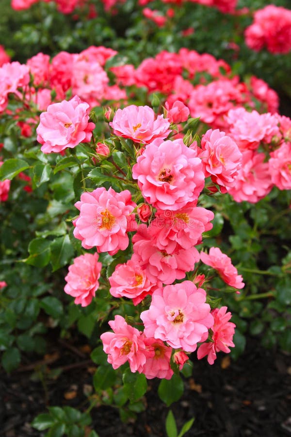 Beautiful pink rose bush stock photo. Image of growing - 94428698