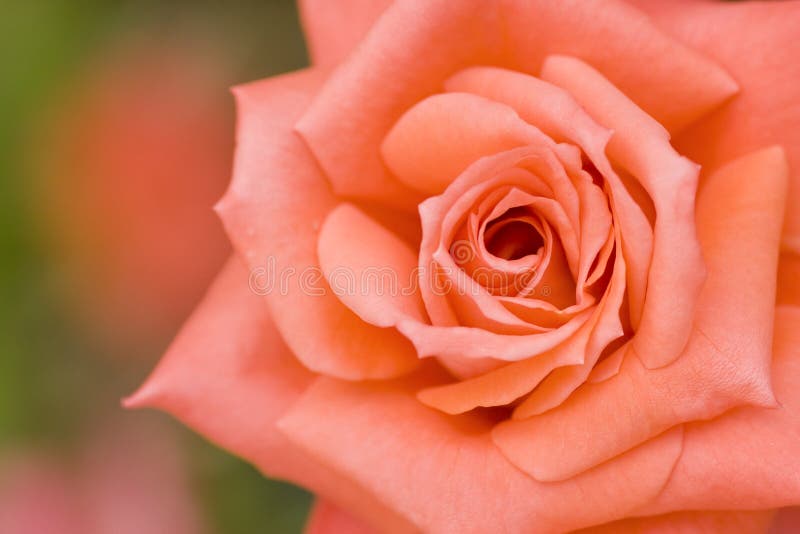 Beautiful Pink Rose Close Up Shoot Stock Image - Image of beautiful ...