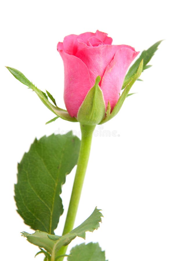 Two beautiful pink roses stock image. Image of romantic - 10066499