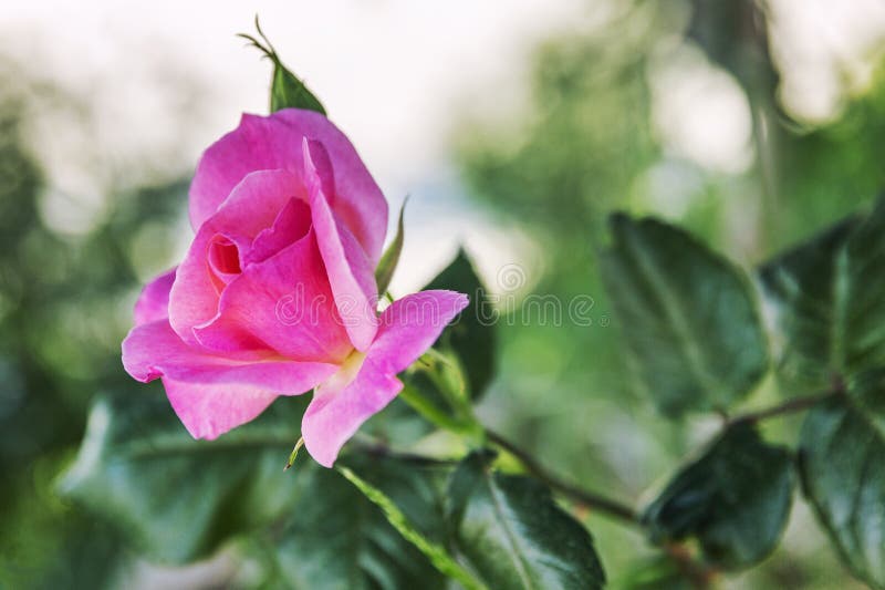 Beautiful Pink Rose in the Field, Close-up Stock Image - Image of flora ...
