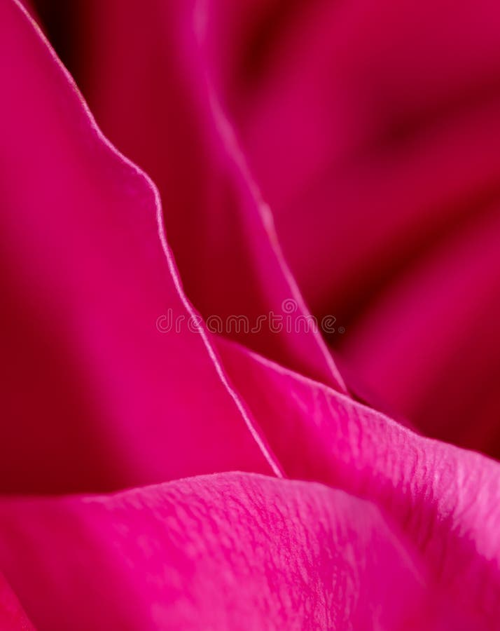 Beautiful Pink Rose Flower As an Abstract Background Stock Image ...