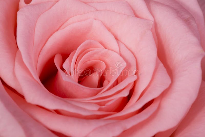 Beautiful pink rose flower stock image. Image of flower - 84528247