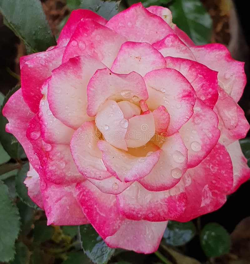 A Beautiful Pink Rose Flower in the Garden Stock Photo - Image of ...